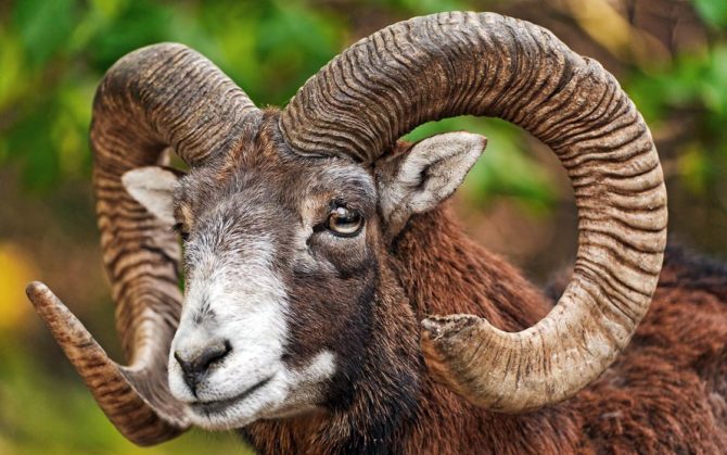 Muflon europejski (Ovis aries musimon) | DinoAnimals.pl