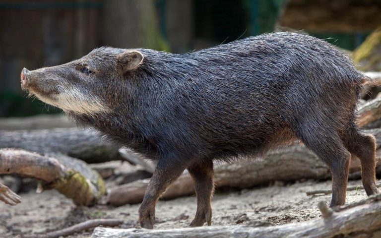 Pekari (Tayassuidae). | DinoAnimals.pl