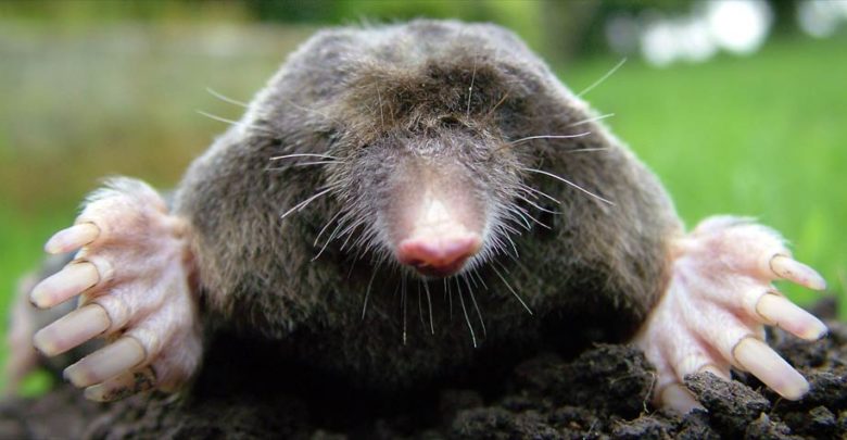 Europa | DinoAnimals.pl - Part 16