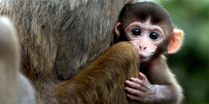 Rezus, makak królewski (Macaca mulatta) | DinoAnimals.pl