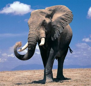 Słoń afrykański (Loxodonta africana) | DinoAnimals.pl