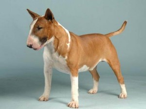 Bulterier (bull terrier) | DinoAnimals.pl
