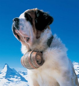 Bernardyn | DinoAnimals.pl