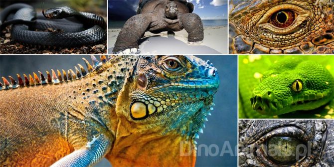 Królestwo zwierząt – Gady | DinoAnimals.pl