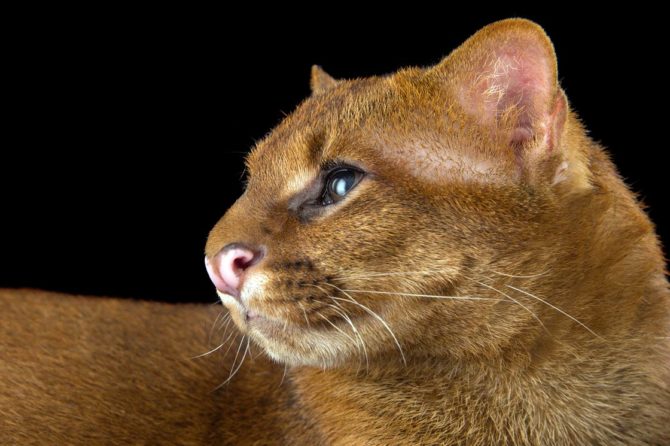 Jaguarundi (Puma yagouaroundi) | DinoAnimals.pl