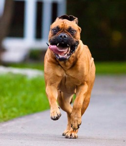 Bulmastif, bullmastiff | DinoAnimals.pl