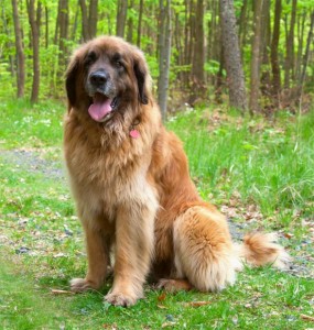 Leonberger - nowofundland, bernardyn i pirenej w jedynym. | DinoAnimals.pl