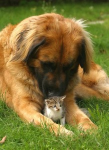 Leonberger - nowofundland, bernardyn i pirenej w jedynym. | DinoAnimals.pl