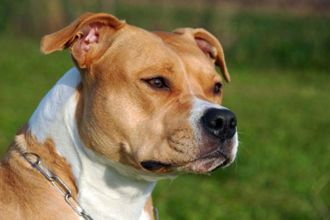 Amstaf, Amstaff | DinoAnimals.pl