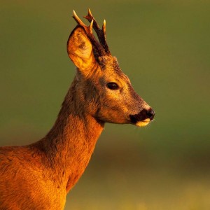 Sarna europejska (Capreolus capreolus). | DinoAnimals.pl
