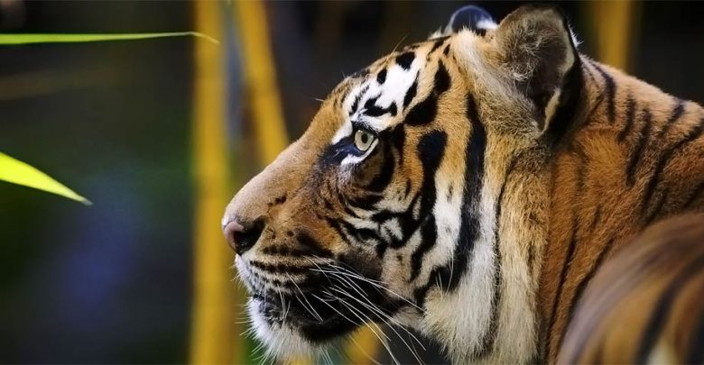 Tygrysy | DinoAnimals.pl - Part 2