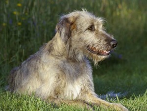 Wilczarz irlandzki | DinoAnimals.pl