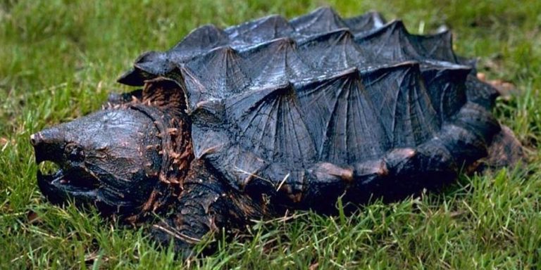 Żółw sępi, skorpucha sępia (Macrochelys temminckii) | DinoAnimals.pl