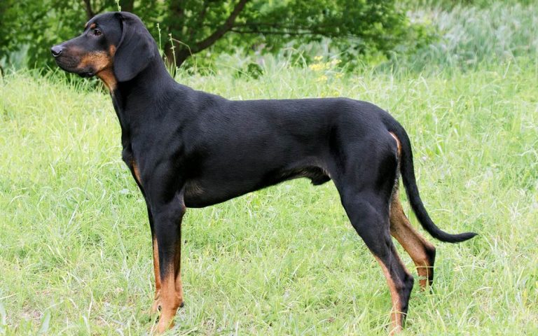 Gończy polski, Pies Pawłusiewicza, Polish hunting dog | DinoAnimals.pl