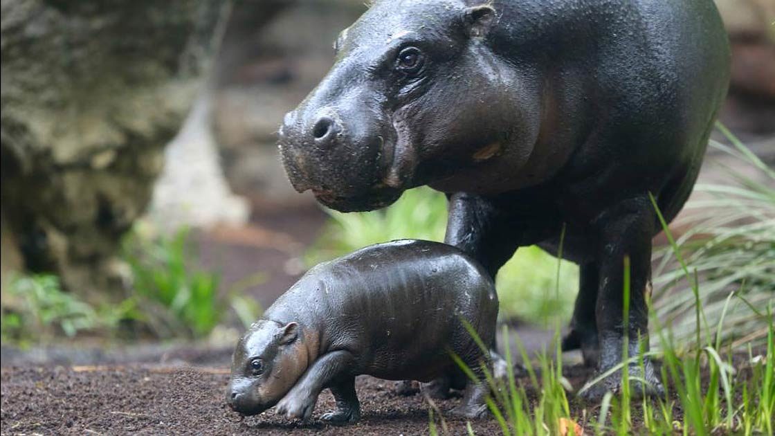 Hipopotam karłowaty | DinoAnimals.pl