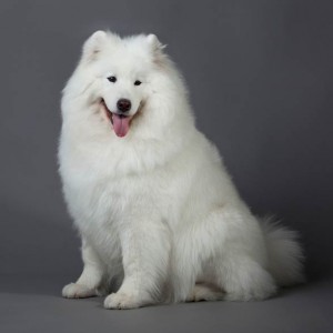 Samojed, Samoyed, Samojedskaja | DinoAnimals.pl