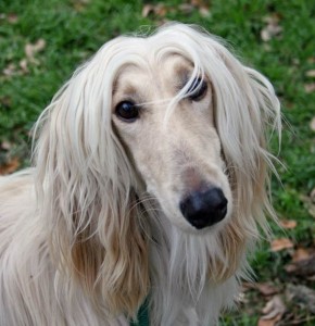 Chart afgański | DinoAnimals.pl