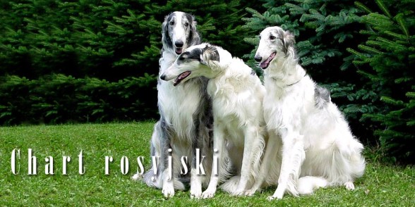 Chart rosyjski, borzoj | DinoAnimals.pl
