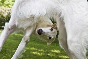 Chart rosyjski, borzoj | DinoAnimals.pl