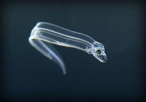 Mureny, murenowate (Muraenidae) | DinoAnimals.pl