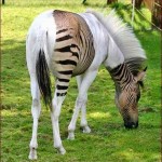 Zebroid – krzyżówka zebry z koniem | DinoAnimals.pl