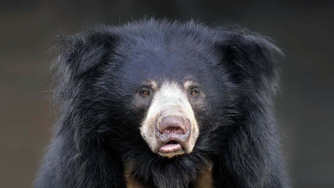 Wargacz, aswal (Melursus ursinus) | DinoAnimals.pl