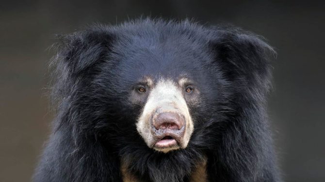 Wargacz, aswal (Melursus ursinus) | DinoAnimals.pl