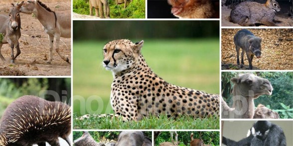 Najbardziej zagrożone gatunki ssaków – Top 10 | DinoAnimals.pl