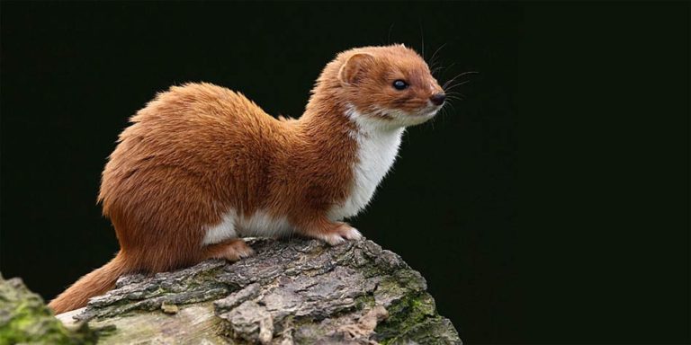 Łasica, łaska (Mustela nivalis) | DinoAnimals.pl