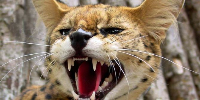 Kot savannah – krzyżówka kota i serwala | DinoAnimals.pl