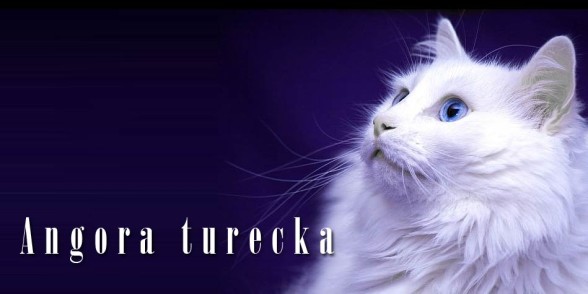 Angora turecka | DinoAnimals.pl