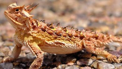 Frynosoma rogata – jaszczurka tryskająca krwią | DinoAnimals.pl