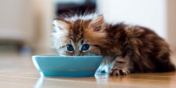 Kot amerykański curl długowłosy i krótkowłosy | DinoAnimals.pl