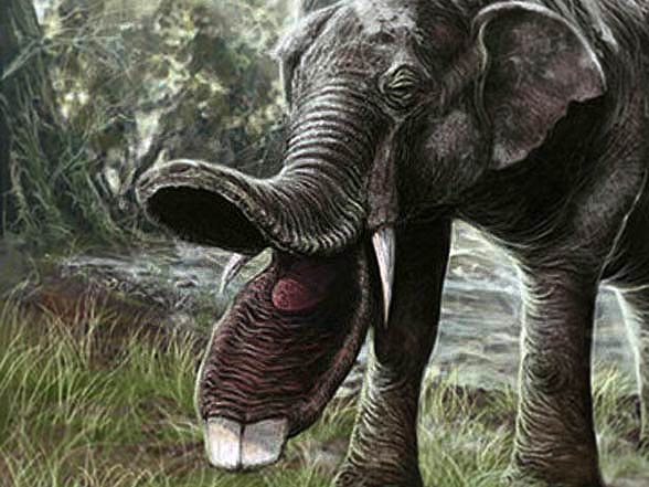 Platybelodon – DinoAnimals.pl