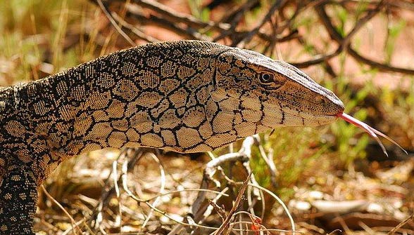 Waran wielki (Varanus giganteus) – DinoAnimals.pl