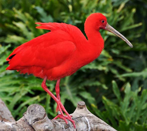 Ibis Szkar atny Eudocimus Ruber DinoAnimals pl Ibis Szkar atny Eudocimus Ruber DinoAnimals pl