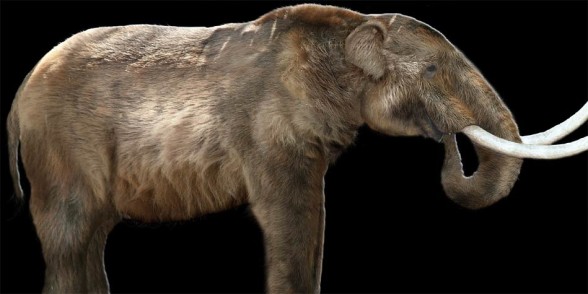 Mastodont | DinoAnimals.pl