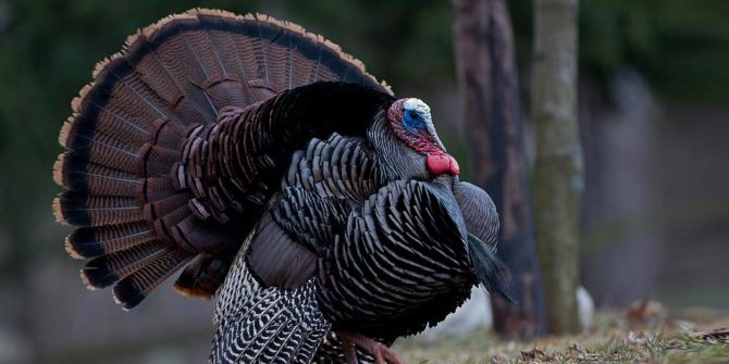 Dziki indyk (Meleagris gallopavo) | DinoAnimals.pl