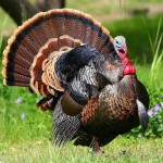 Dziki indyk (Meleagris gallopavo) | DinoAnimals.pl