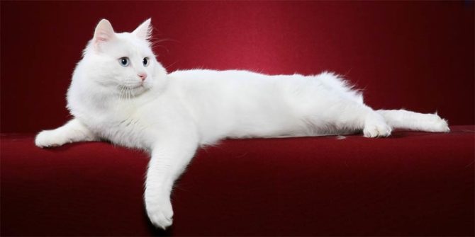 Kot turecki Van | DinoAnimals.pl