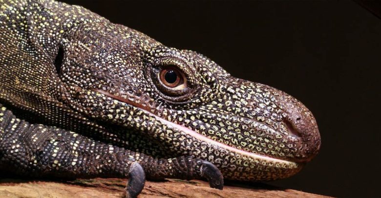 Gady | DinoAnimals.pl - Part 6