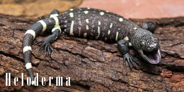 Heloderma meksykańska (Heloderma horridum) | DinoAnimals.pl