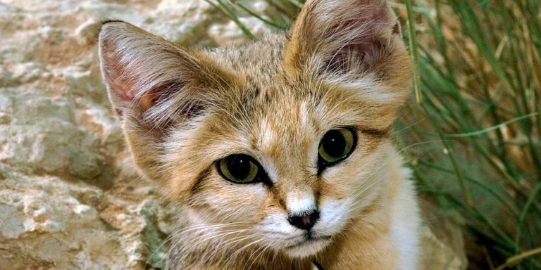 Kot pustynny, kot arabski | DinoAnimals.pl