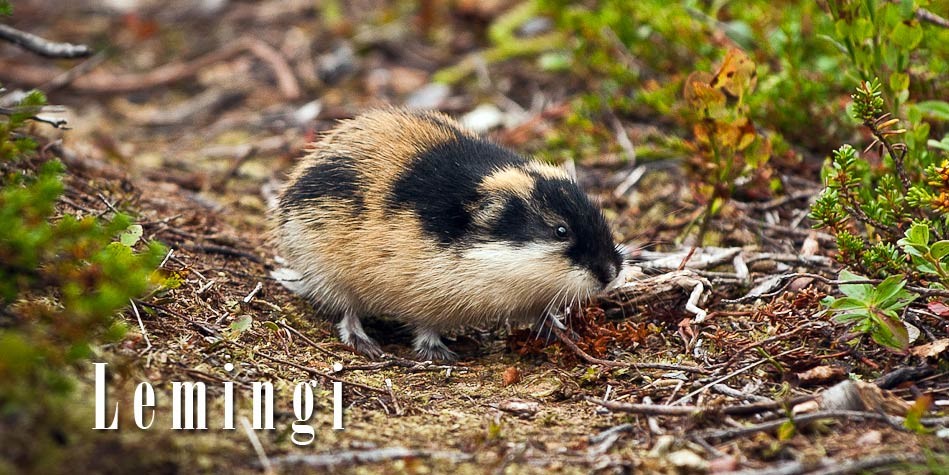 Lemingi (Lemmini) | | DinoAnimals.pl