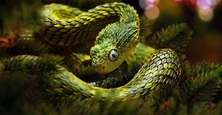 Kobry | DinoAnimals.pl