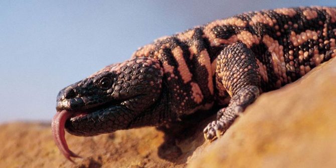 Heloderma arizońska (Heloderma suspectum) | DinoAnimals.pl