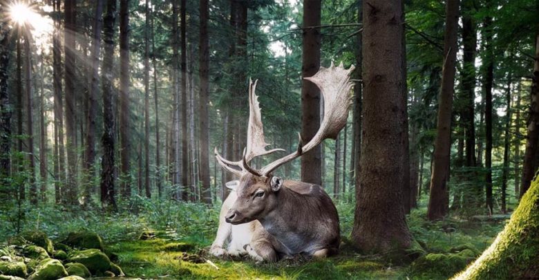 Wymarłe | DinoAnimals.pl - Part 8