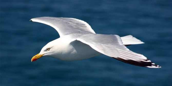 Mewy (Laridae) – dusze marynarzy | DinoAnimals.pl