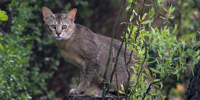 Kot chausie | DinoAnimals.pl
