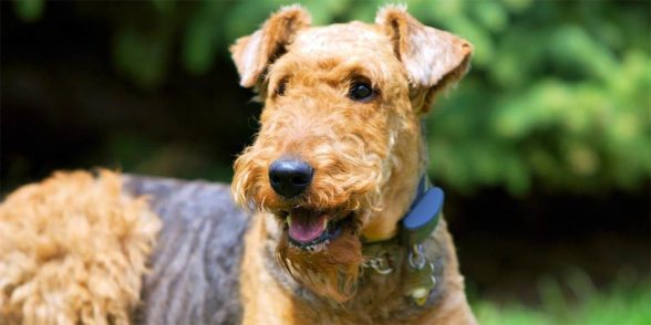 Airedale terrier – król terierów | DinoAnimals.pl